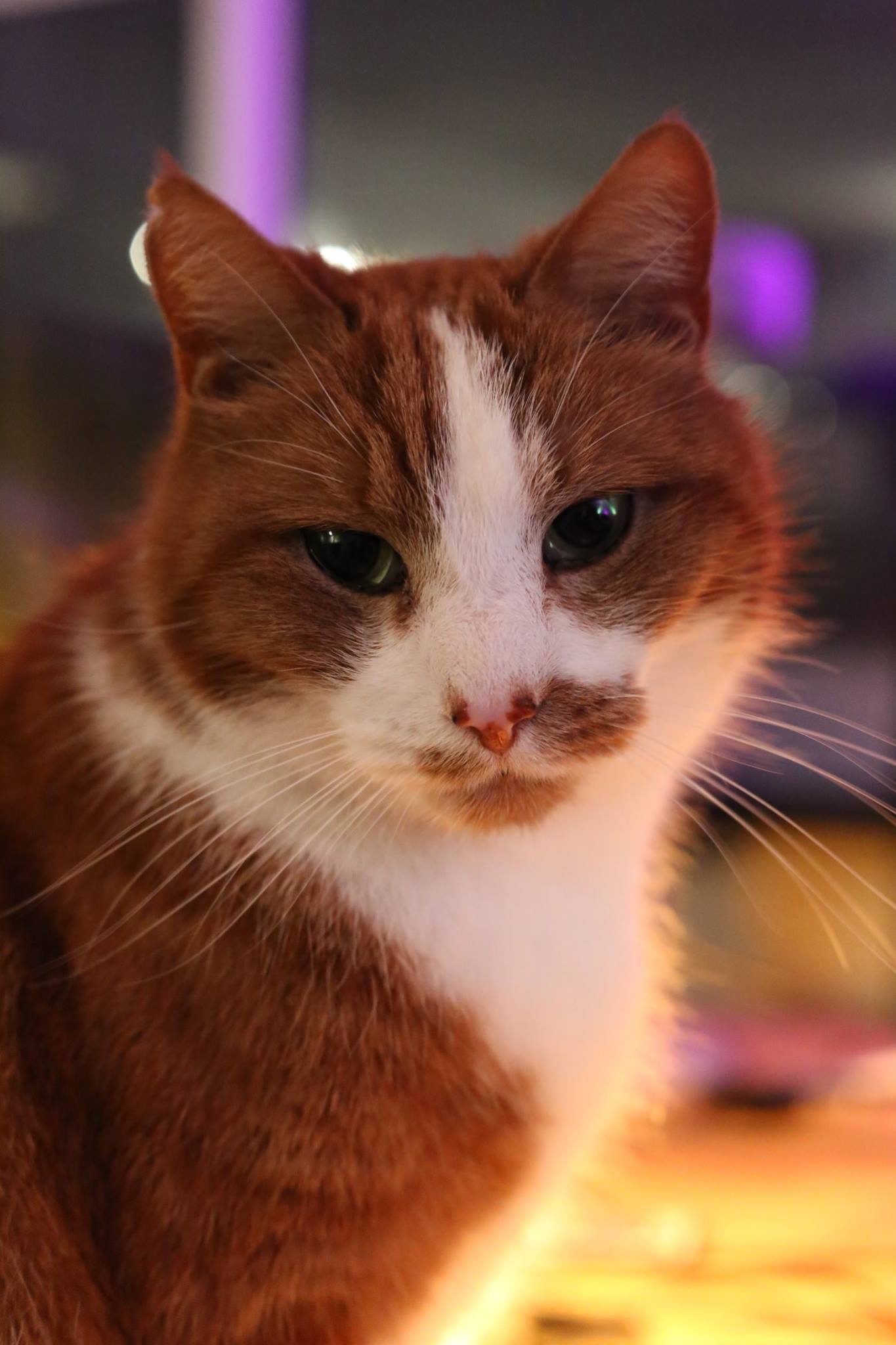 Ongedierte neemt toe: recordaantal horecazaken gesloten door NVWA ...